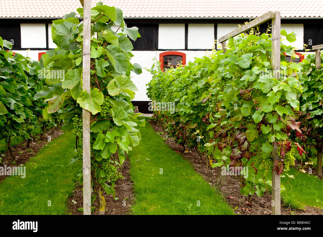 Ripes hi-res stock photography and images - Alamy