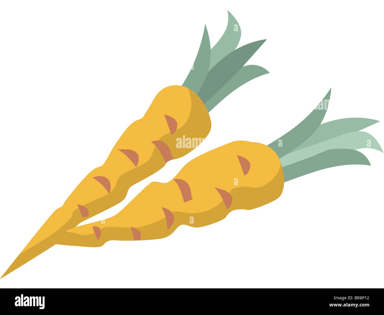 Illustration of two carrots Stock Photo - Alamy