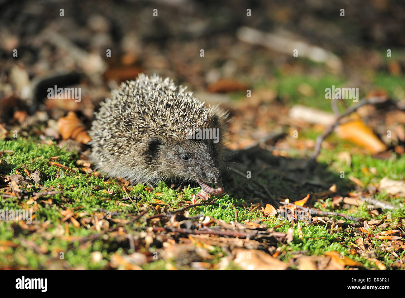 Western European hedgehog (Erinaceus europaeus) young eating an ...