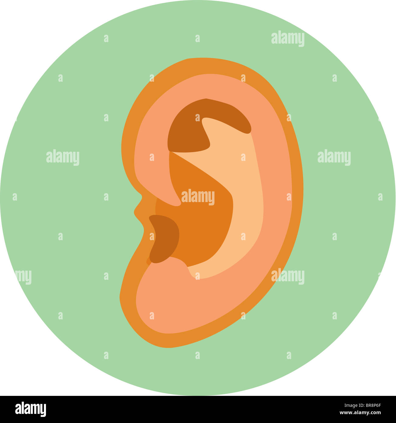Illustration of an ear Stock Photo - Alamy