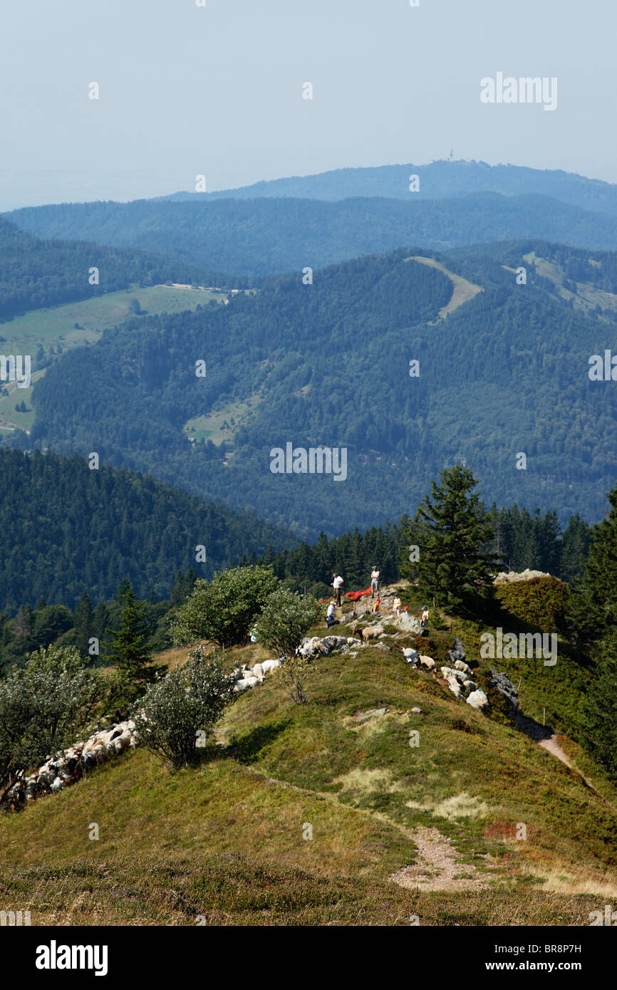 Shepherd and sheep on mount Belchen, Baden-Wurttemberg, Germany Stock ...