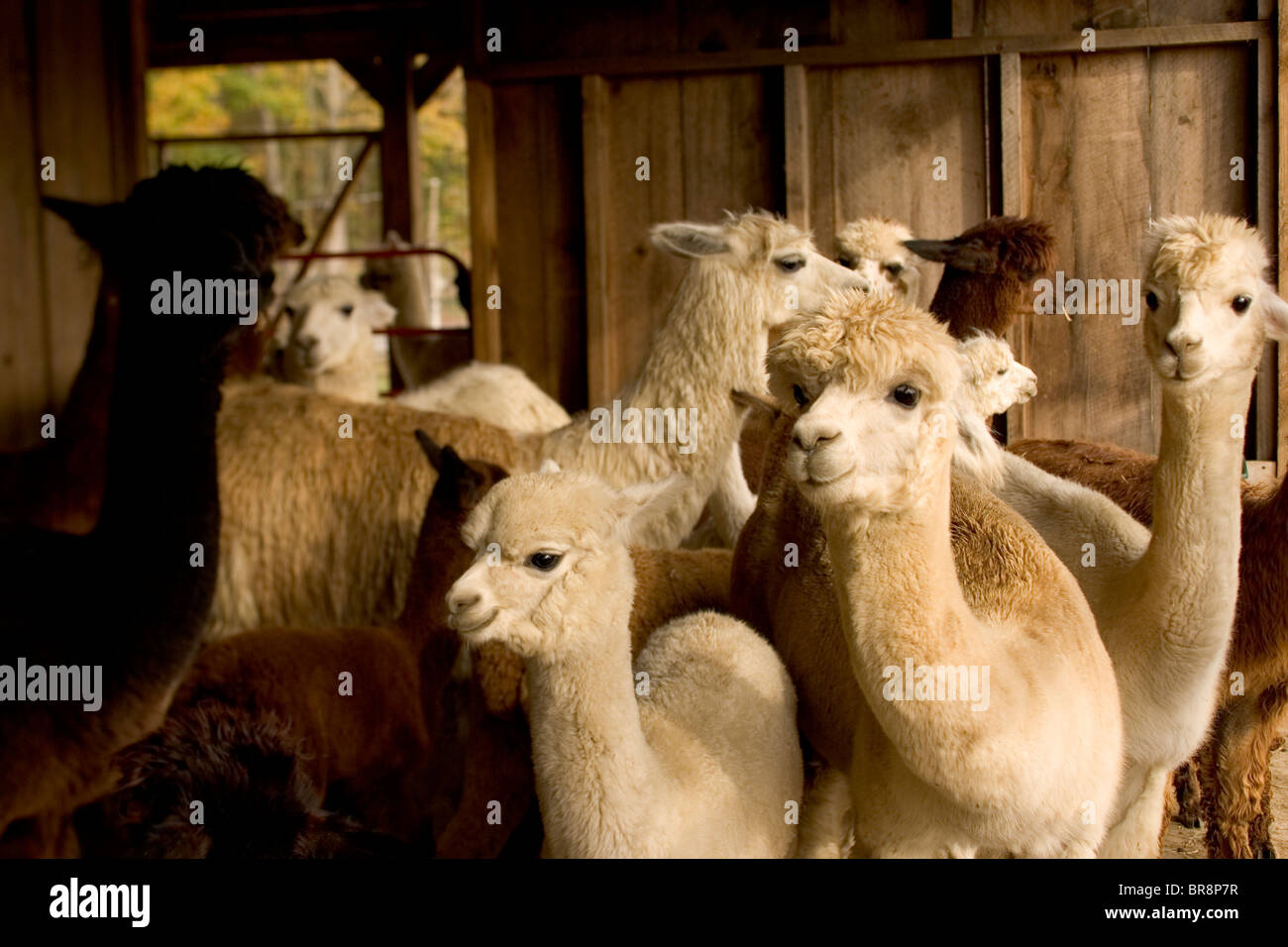 E group of animals hi-res stock photography and images - Alamy