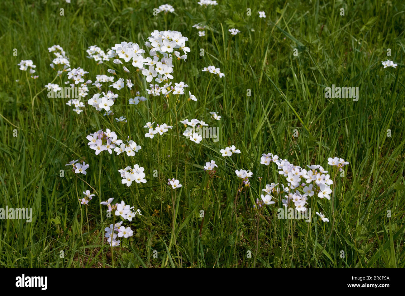Cuckoo Flower, Ladys Smock (Cardamine pratensis), flowering plants on a ...