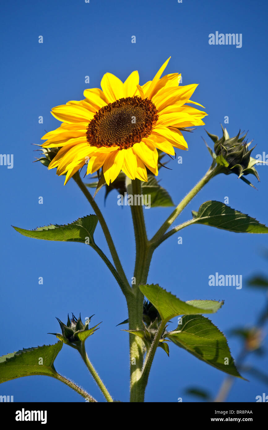 Sunflower (Helianthus annuus) September 2OO9 Stock Photo - Alamy