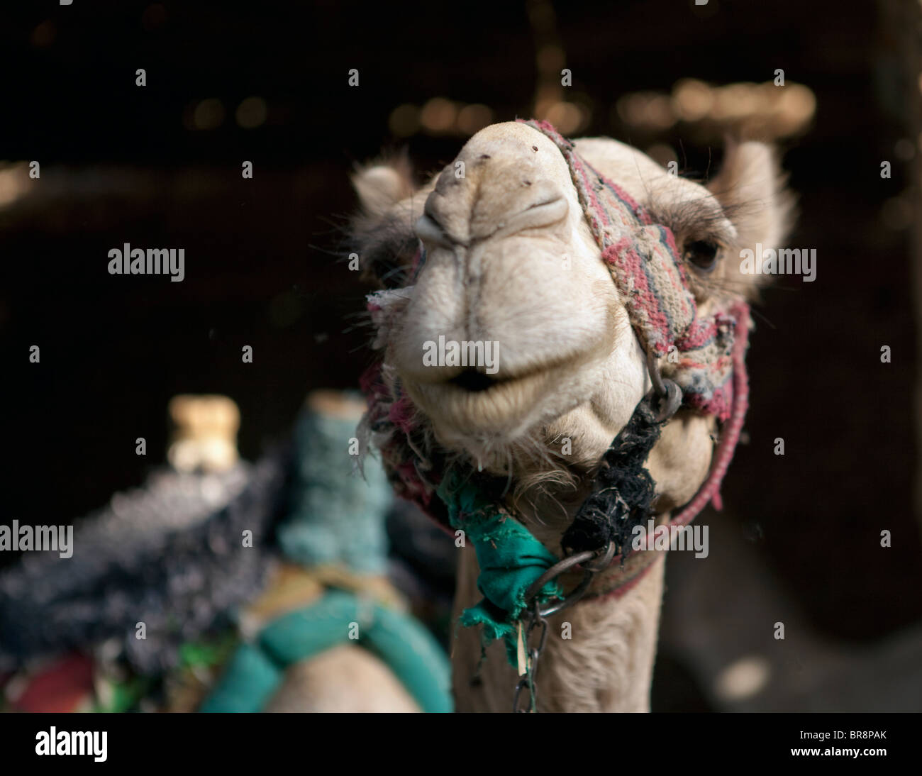 Arabian camel hi-res stock photography and images - Alamy