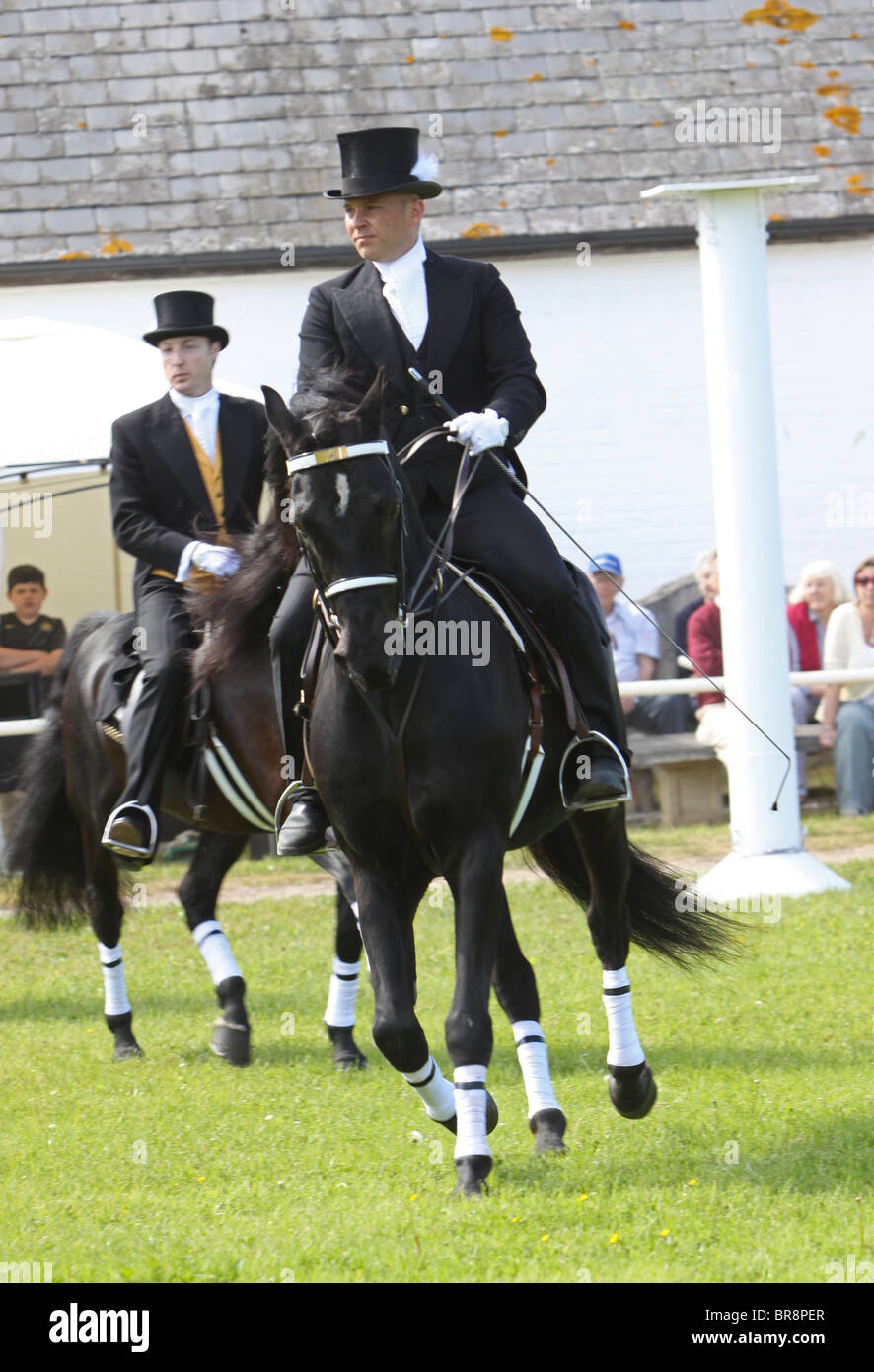 Stallion stud male hi-res stock photography and images - Alamy
