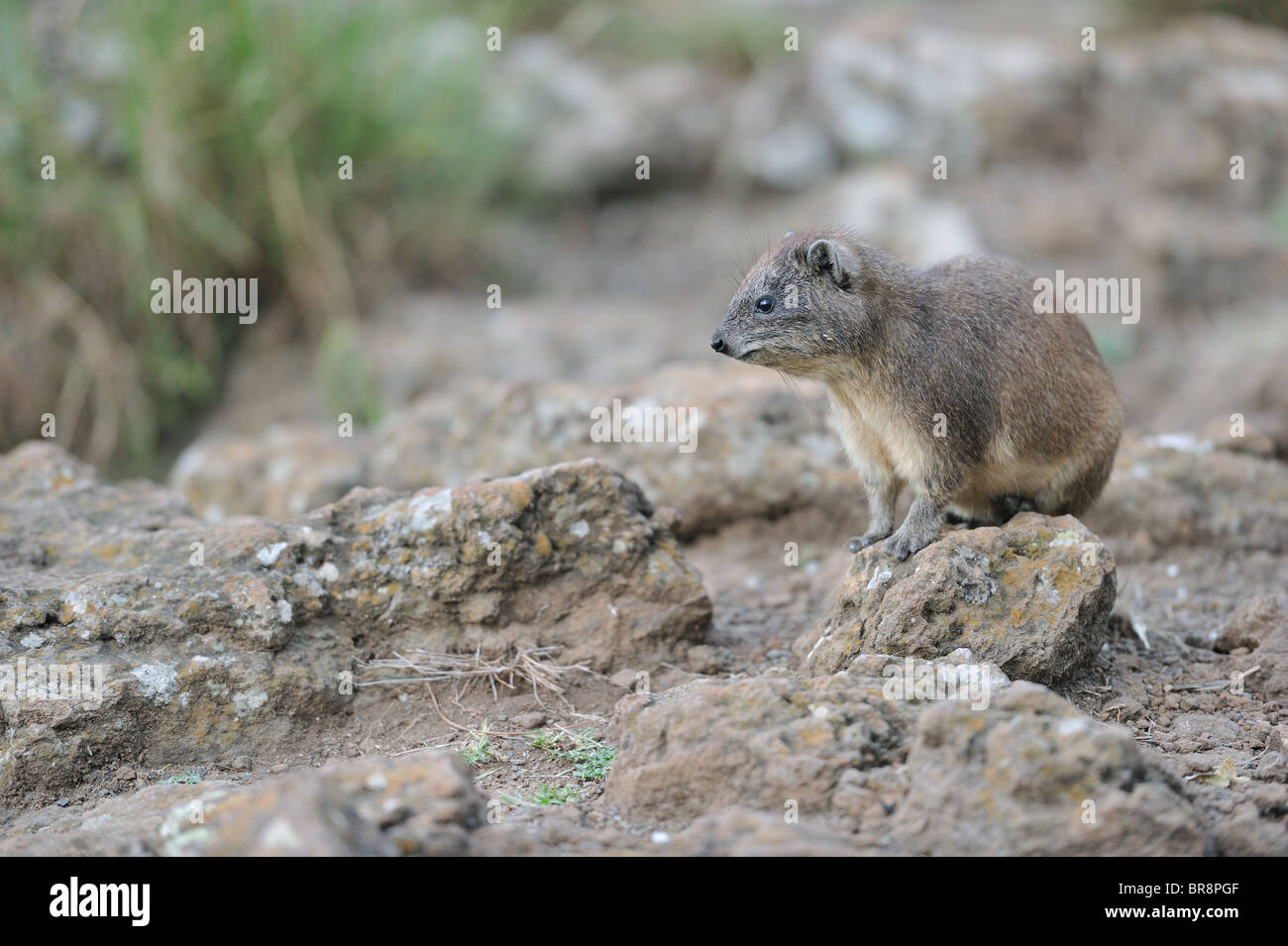 Dassie Kenya High Resolution Stock Photography and Images - Alamy