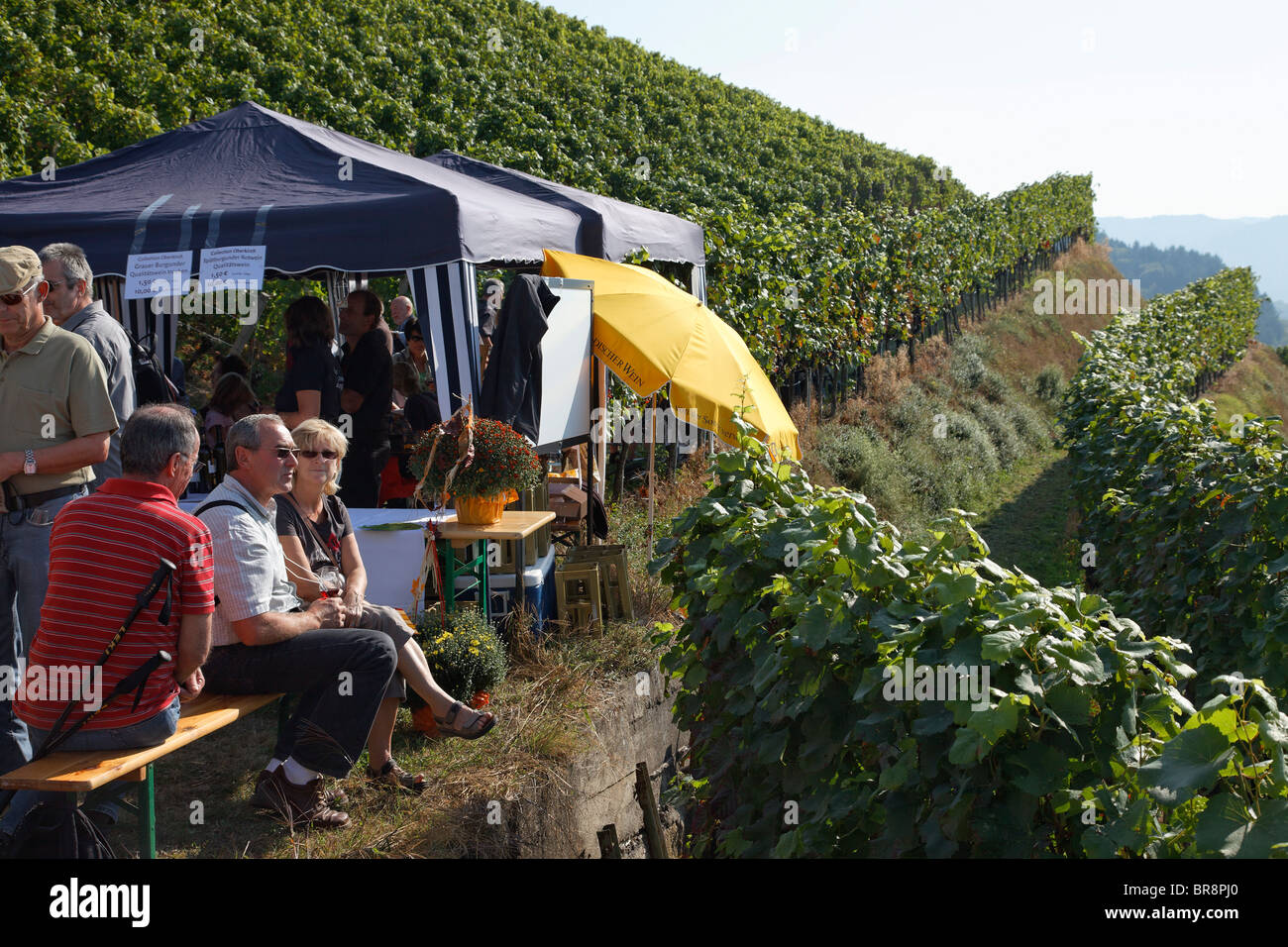 Vineyard hiking, Oberkirch, Baden-Wurttemberg, Germany Stock Photo - Alamy