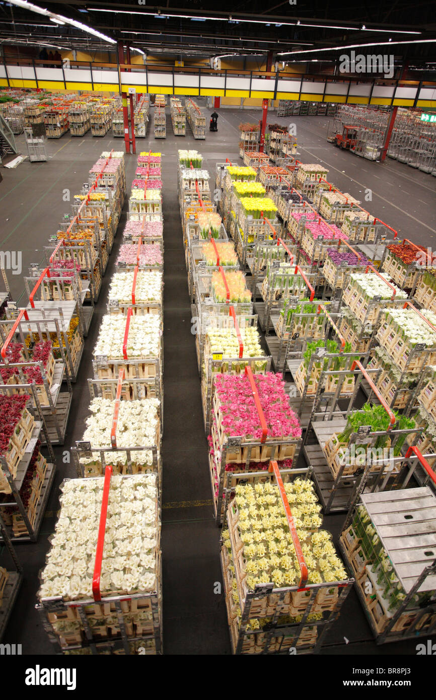 Visit flower auction aalsmeer hi-res stock photography and images - Alamy