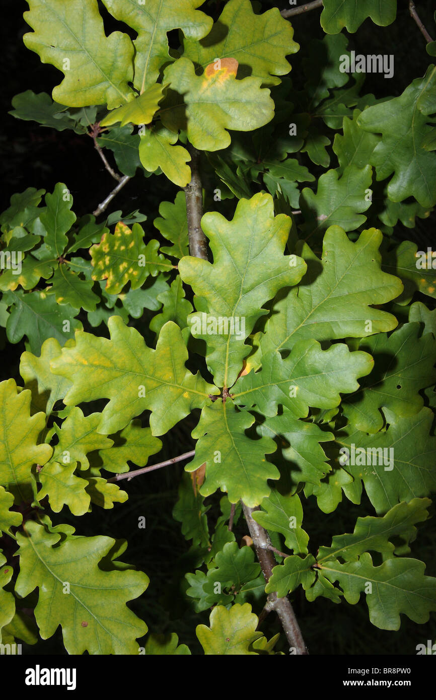 English oak leaves hi-res stock photography and images - Alamy