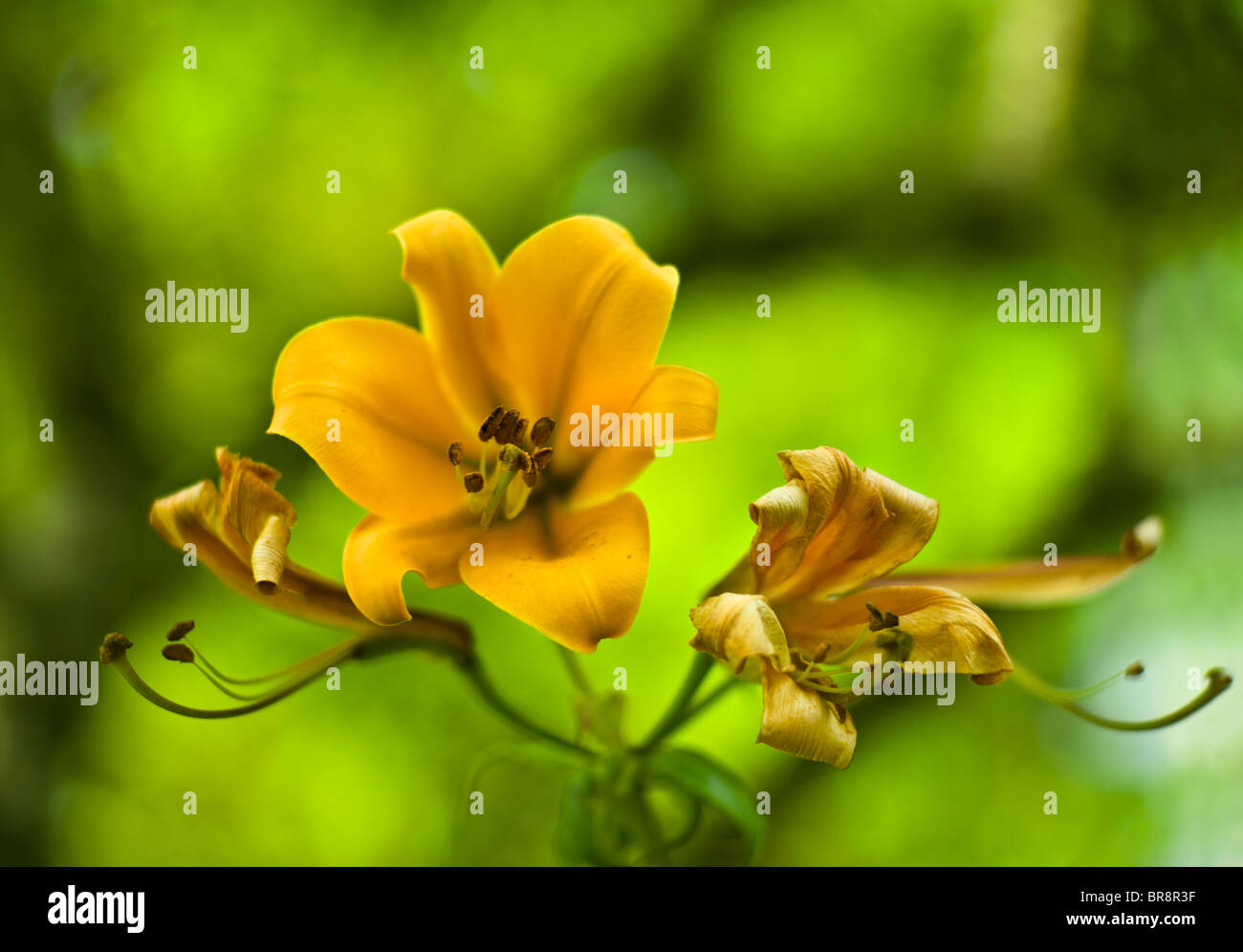 Gold lilly hi-res stock photography and images - Alamy