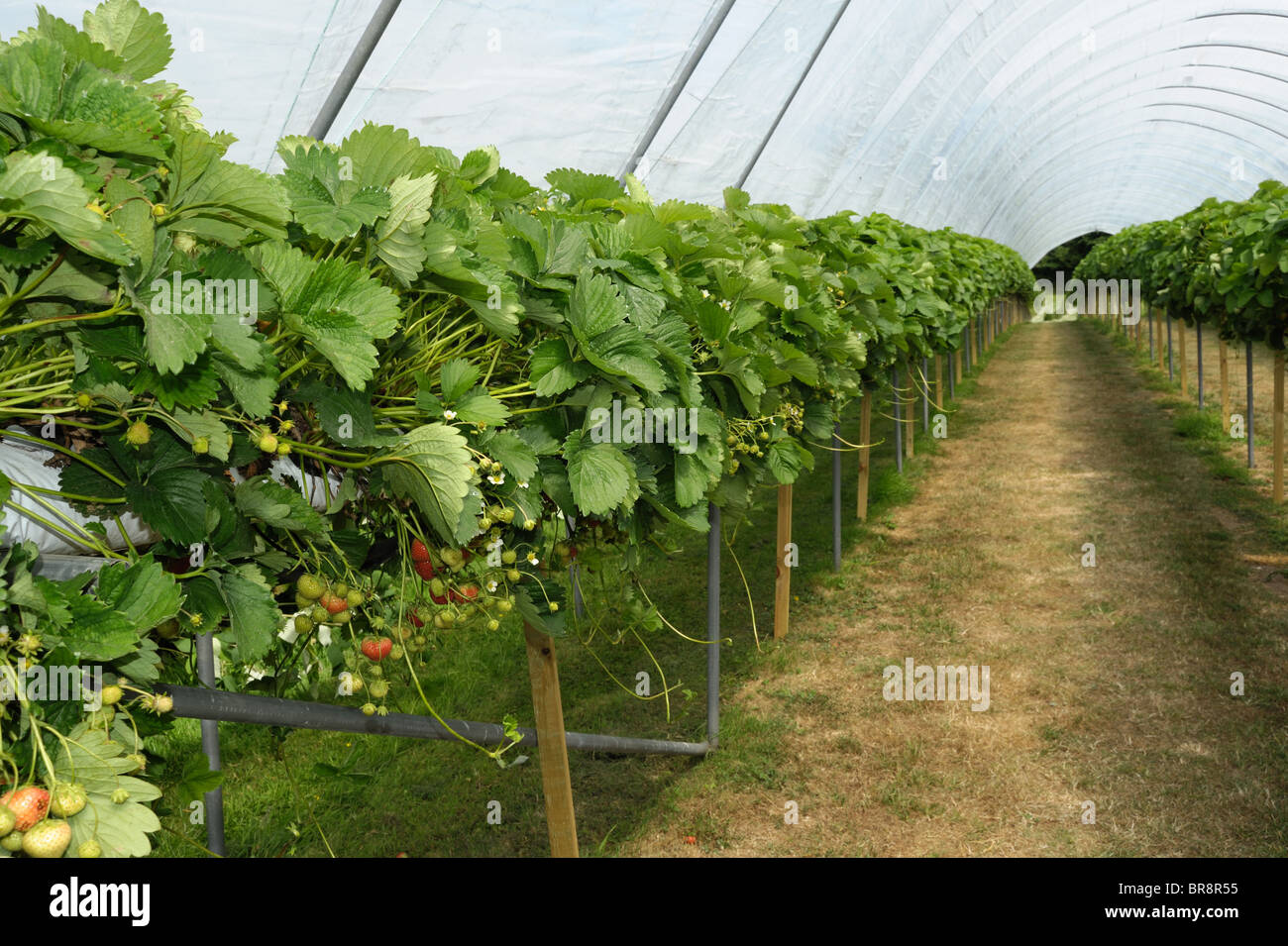 Strawberry plants with ripe fruit grown in suspended hydroponic ...