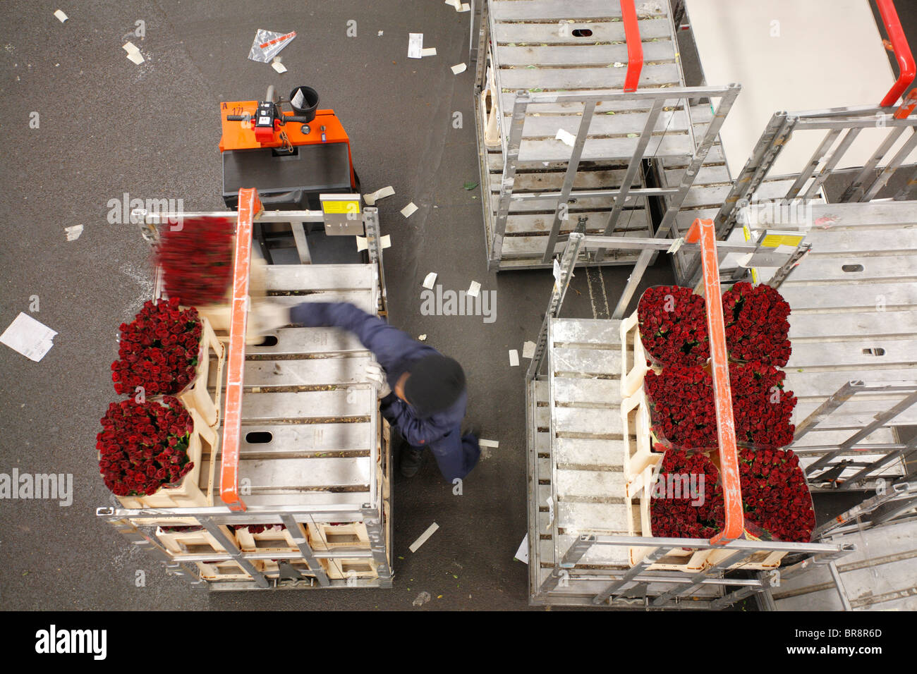 Flower auction in Aalsmeer, Netherlands, Holland Stock Photo - Alamy