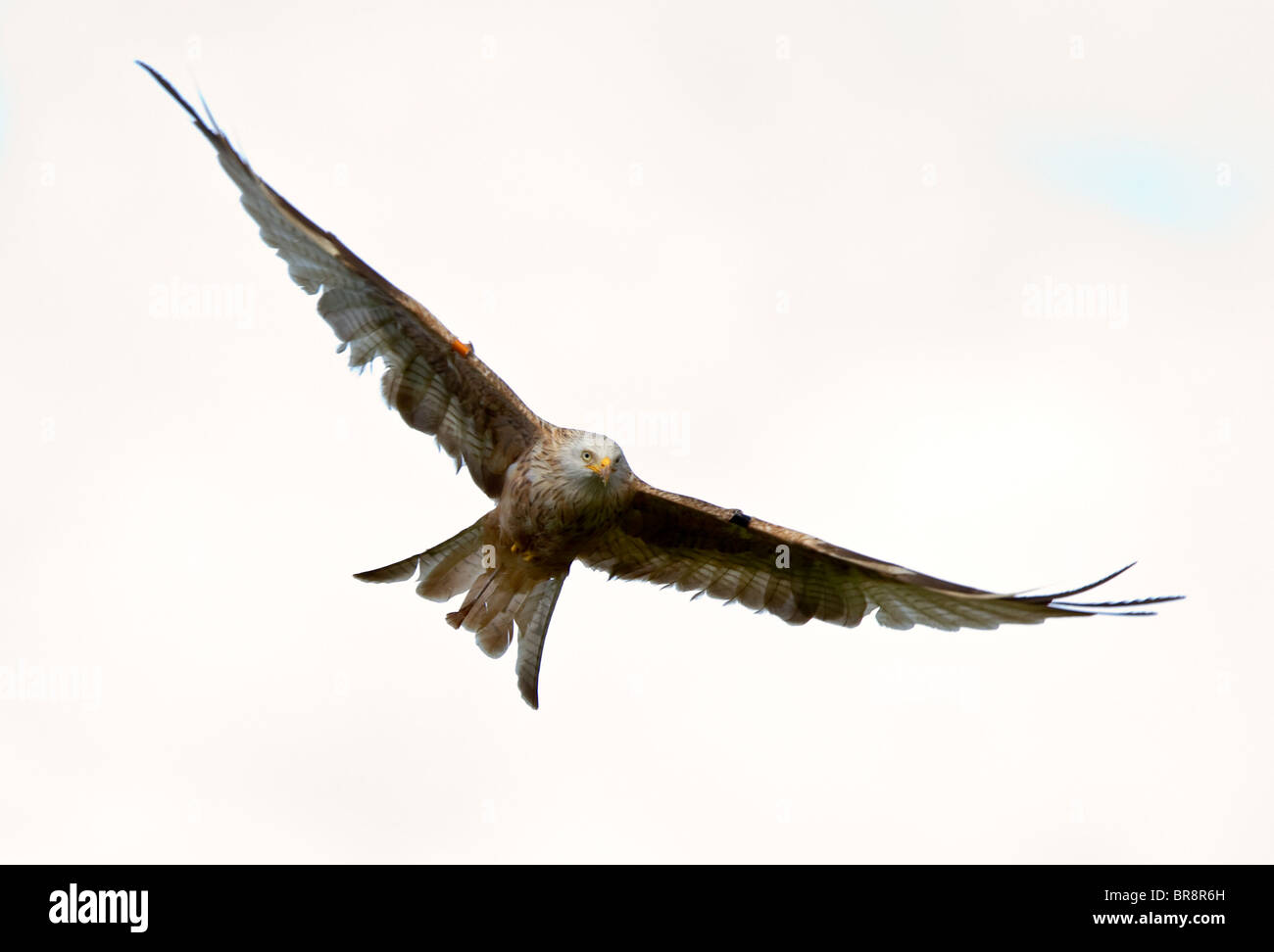 Welsh red kite hi-res stock photography and images - Alamy