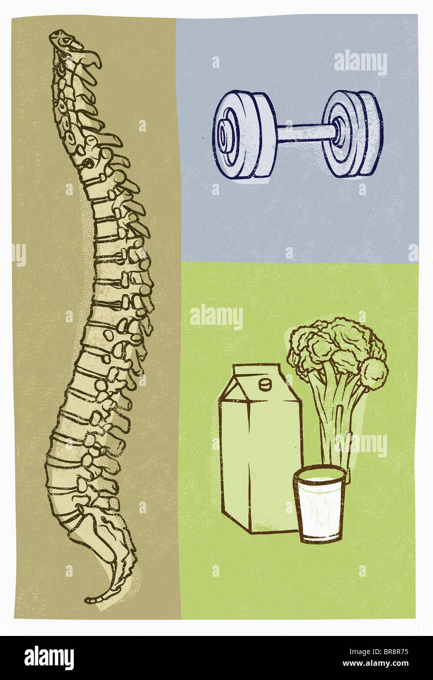 Collage of spine, dumbbell, and food and milk Stock Photo - Alamy