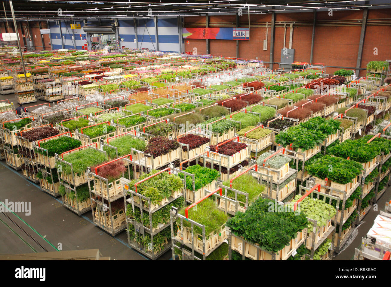 Flower auction in Aalsmeer, Netherlands, Holland Stock Photo - Alamy