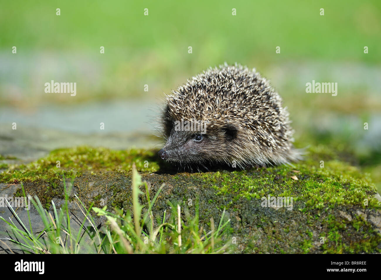 Stone Hedgehog High Resolution Stock Photography and Images - Alamy
