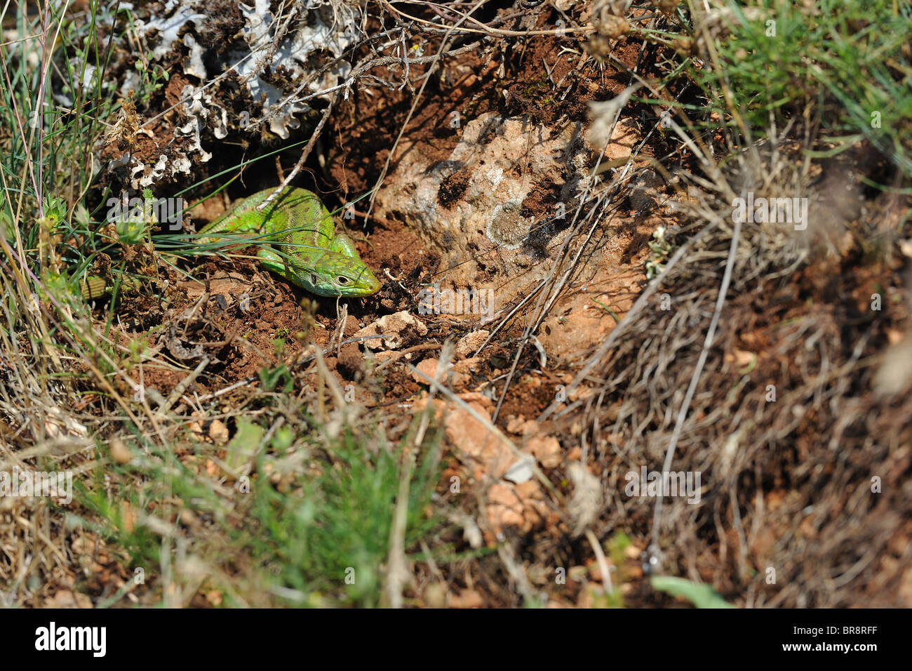 European Green lizard (Lacerta viridis) - female digging a hole to lay ...