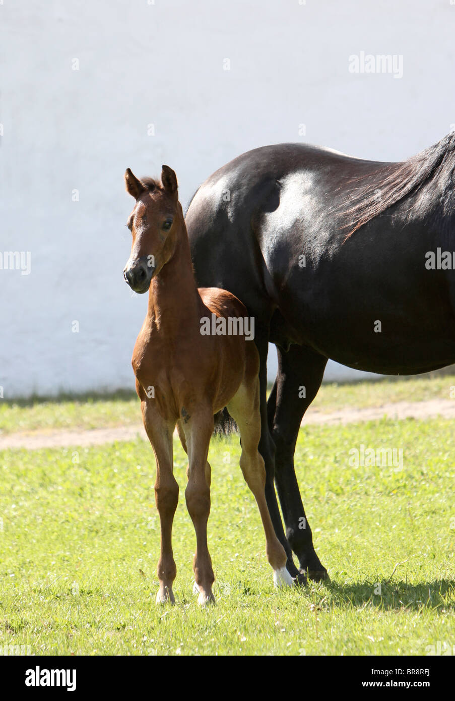 Morgan horse hi-res stock photography and images - Alamy