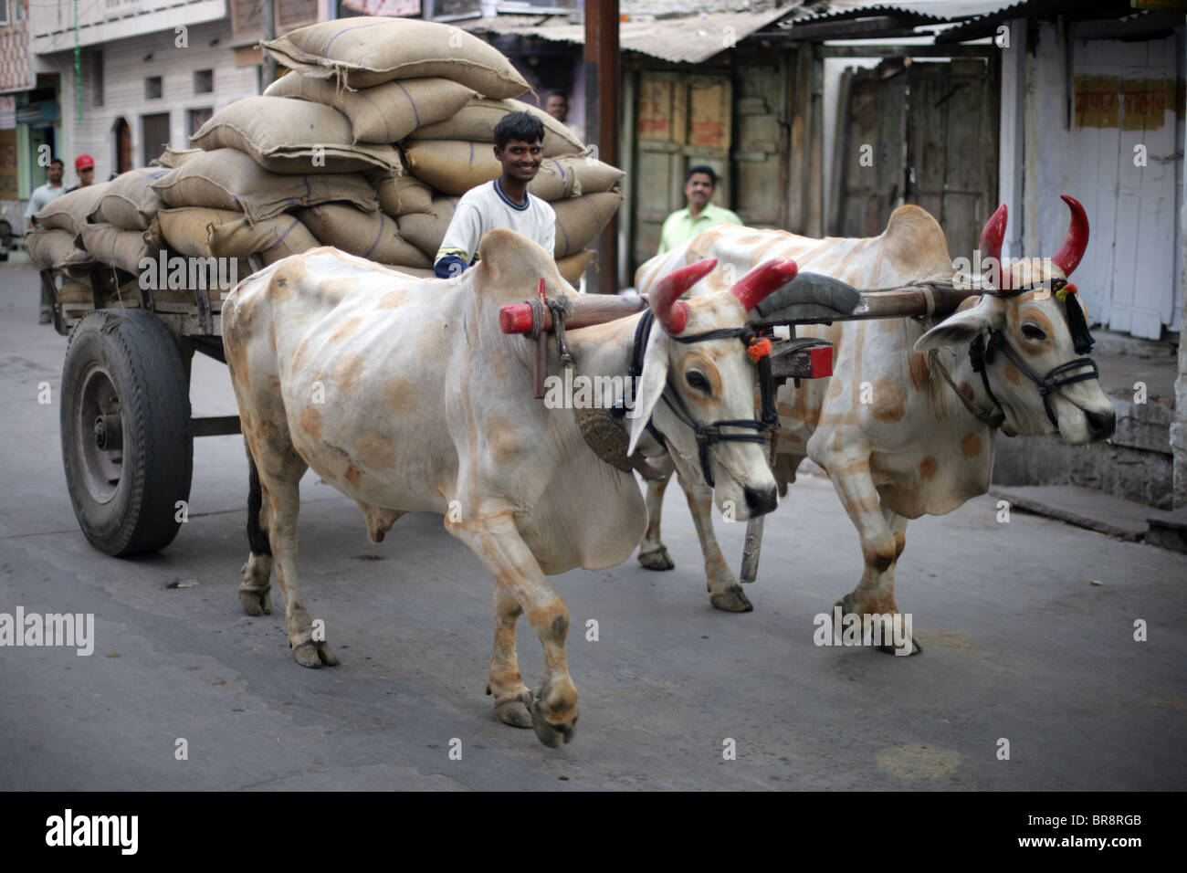 Oxen pulling loaded cart through the streets of ujjain, Madhya Pradesh ...
