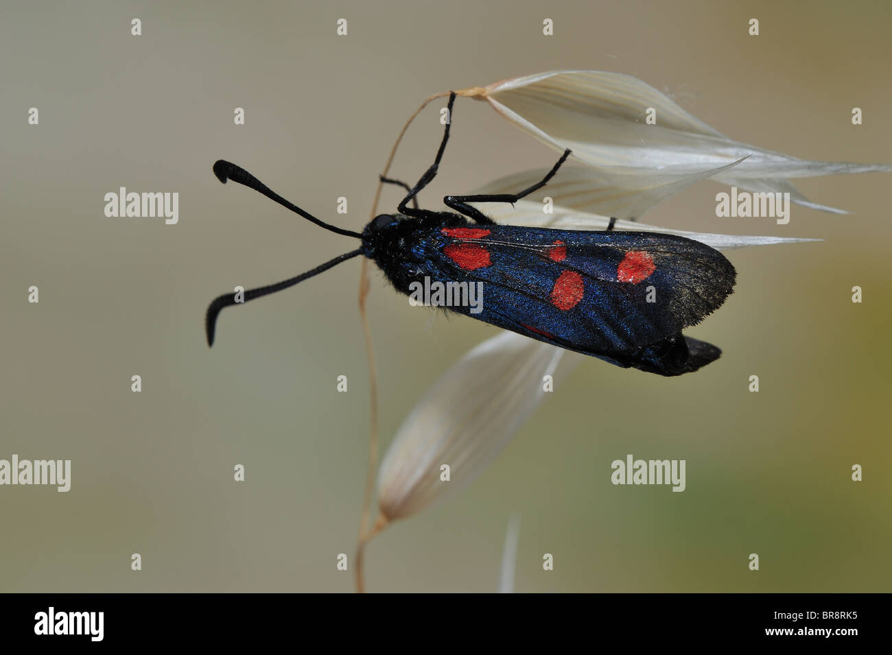 Narrow-Bordered Five-Spot Burnet - Narrow-bordered 5-spot Burnet ...