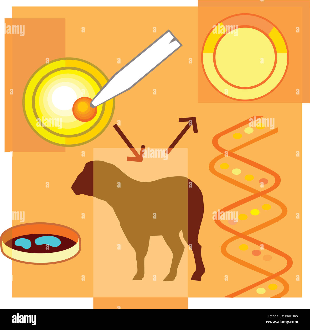 Montage illustration about genetic testing containing a sheep, cloning ...