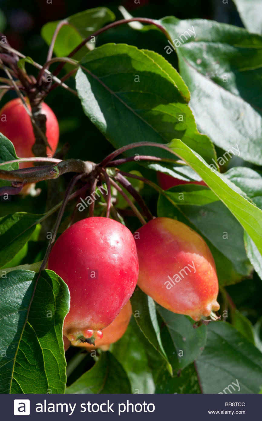 Small Apple Tree Stock Photos & Small Apple Tree Stock Images - Alamy