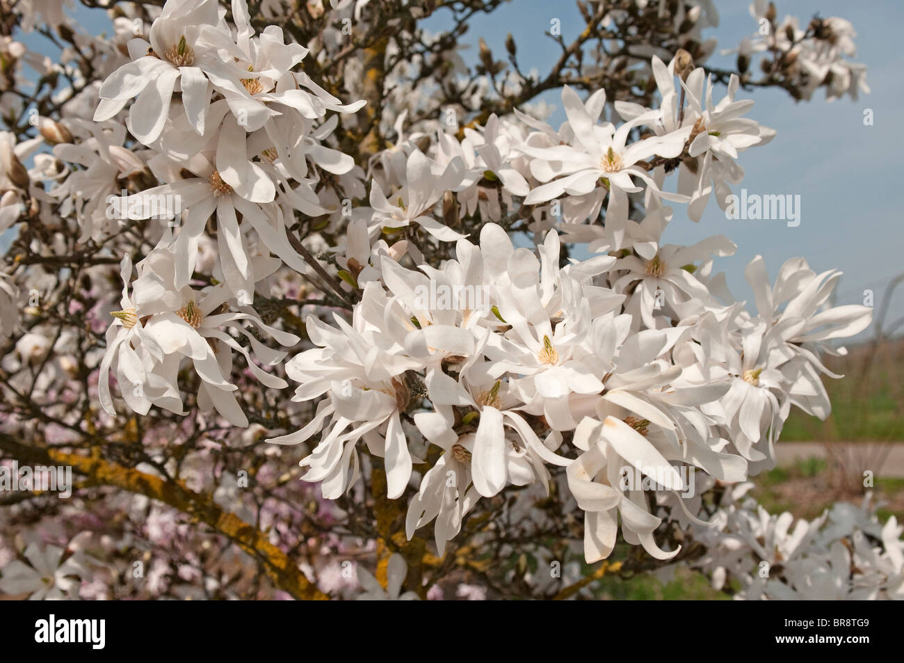 Star Magnolia (Magnolia stellata Waterlily), flowering twigs Stock ...