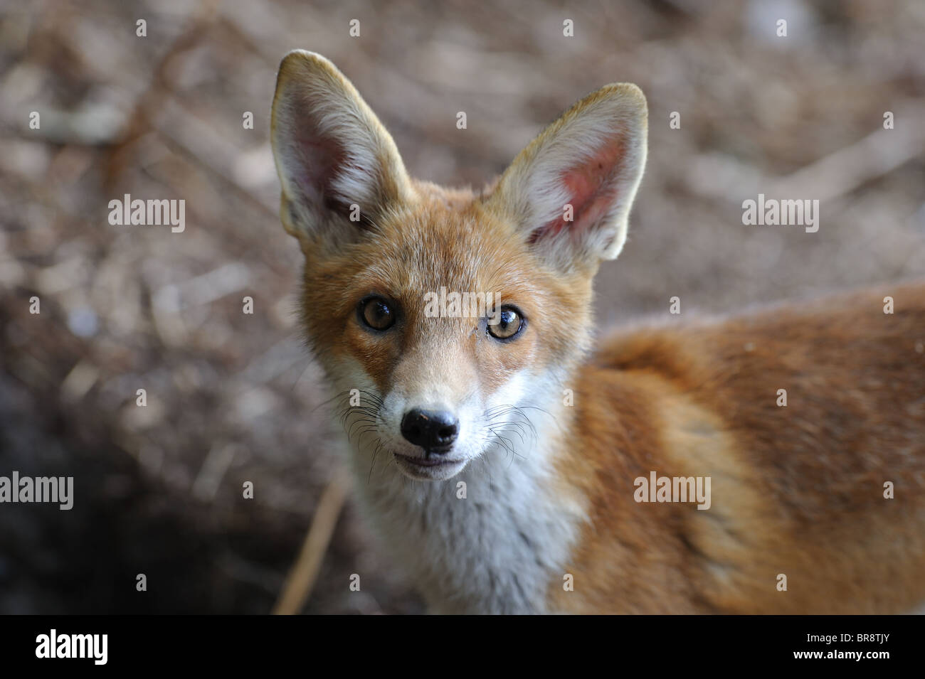 Common red fox (Vulpes vulpes) - Portrait of a five-month-old cub in ...