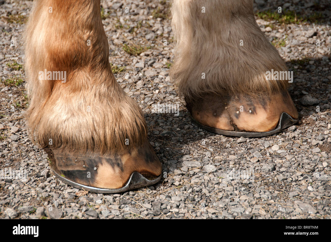 Belgian draft horse hi-res stock photography and images - Alamy