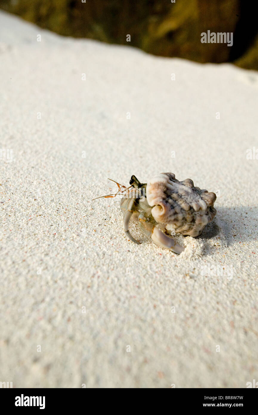 Diogenidae hi-res stock photography and images - Alamy