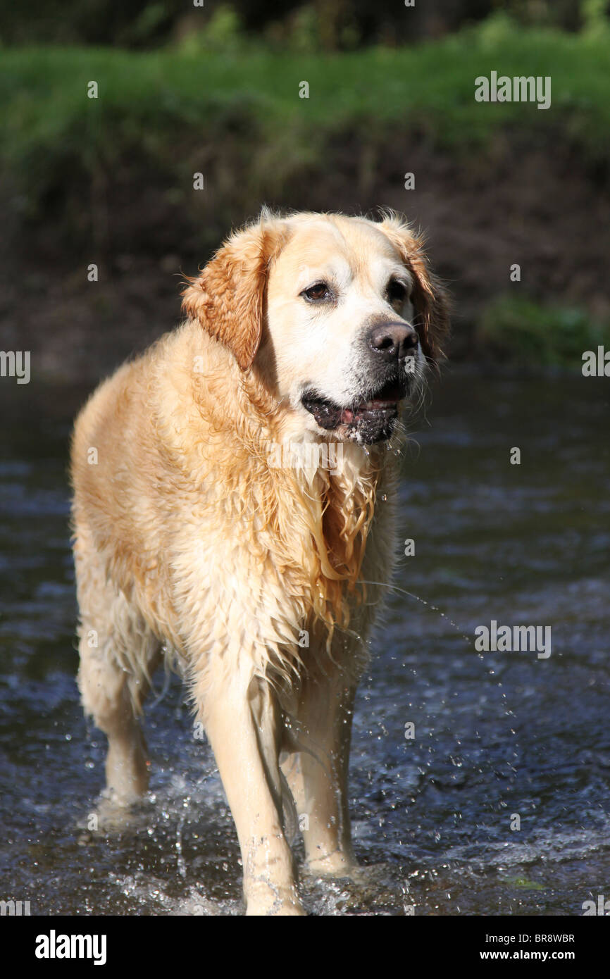 Wet dog standing in a river hi-res stock photography and images - Alamy