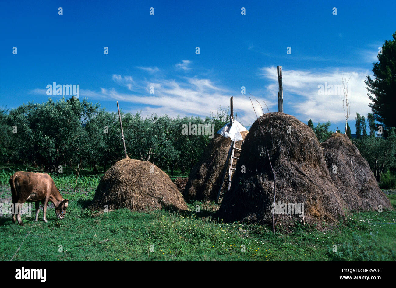 Hay Stacks or Hay Making Scene & Cow Outside Iznik, Turkey Stock Photo ...