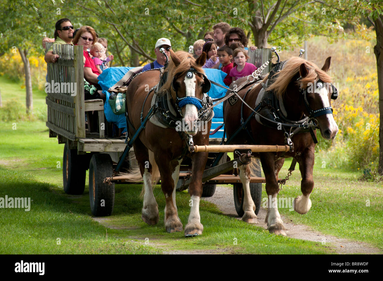 Horse Hay Ride