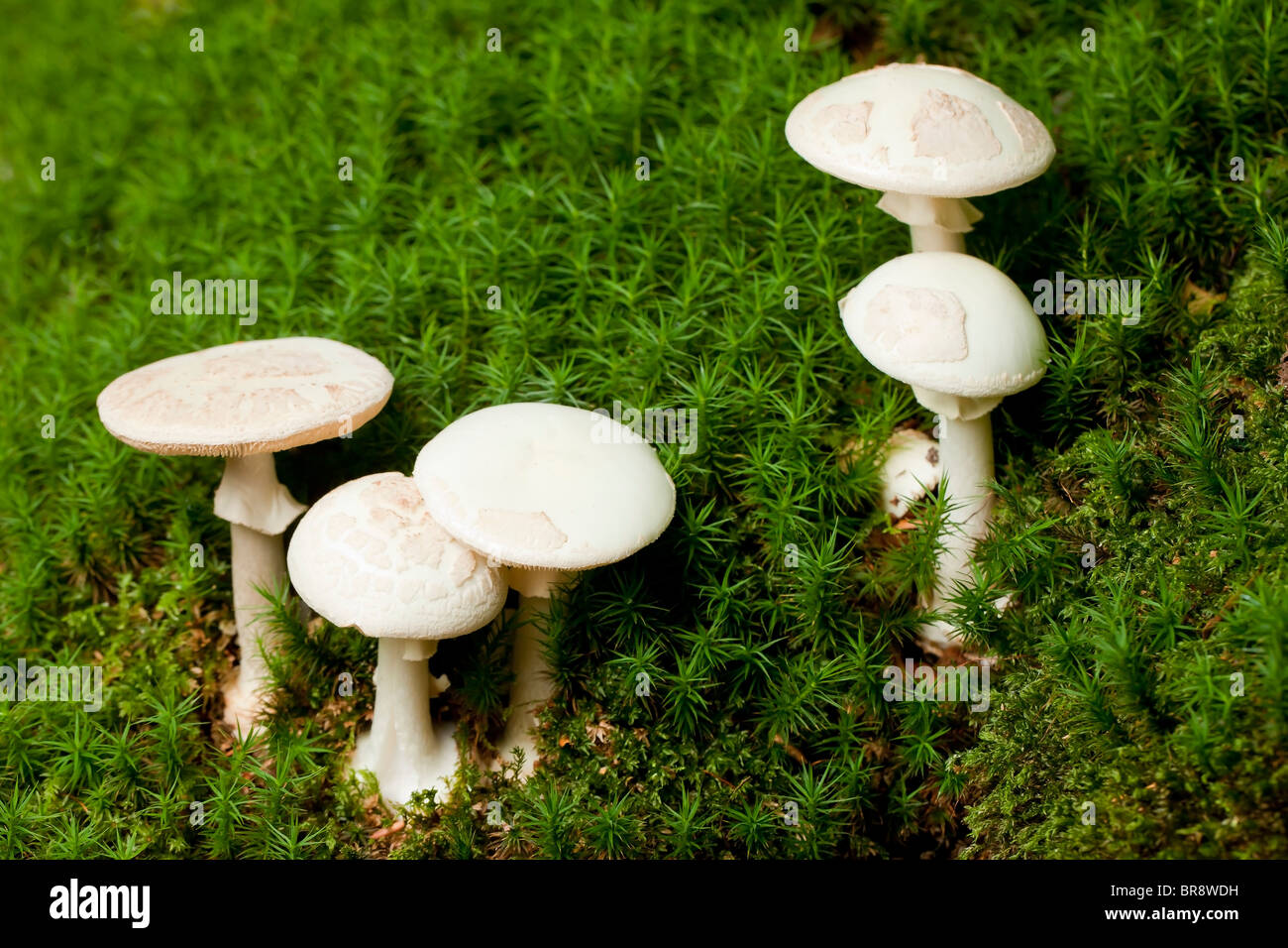 Death cap mushrooms hi-res stock photography and images - Alamy