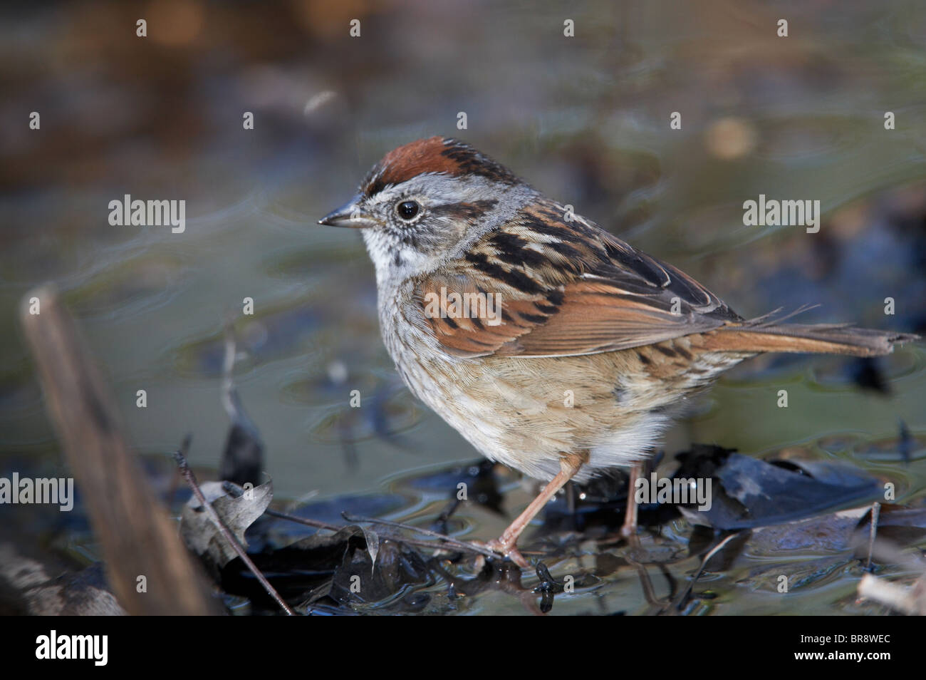 Swamp sparrow hi-res stock photography and images - Alamy