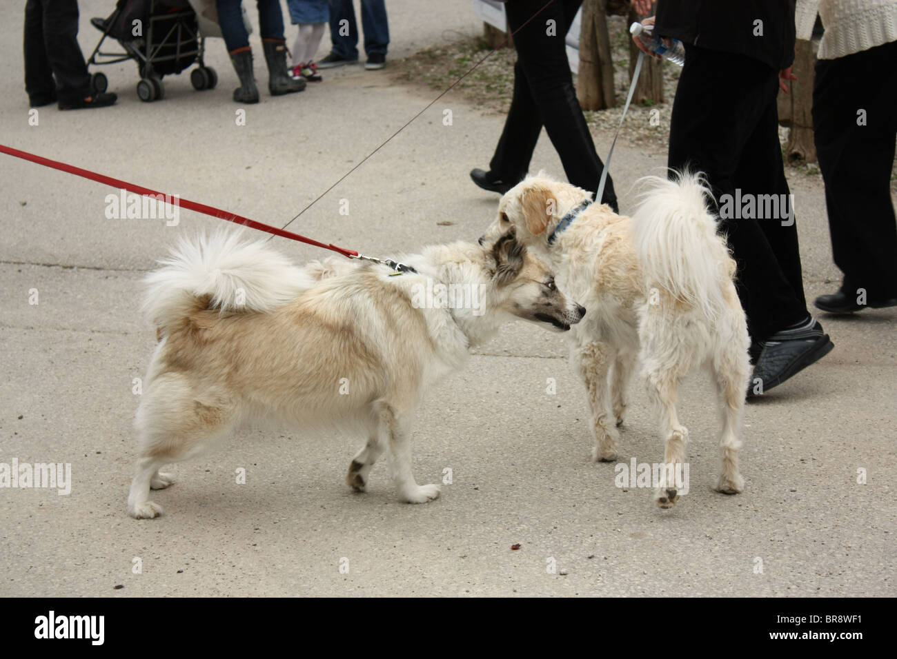 Two white dogs checking out each other Stock Photo - Alamy