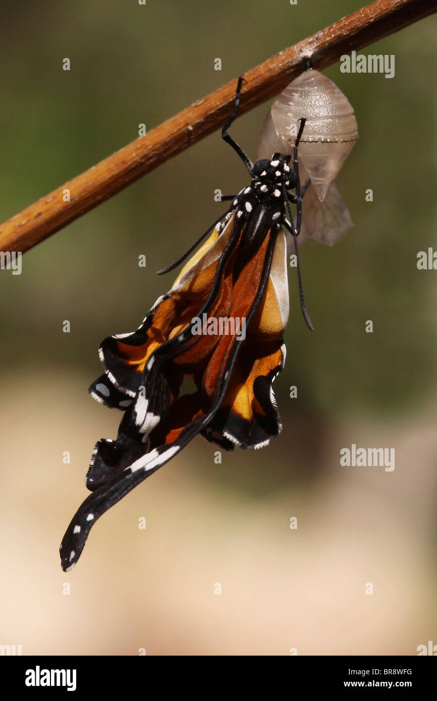 butterfly (Danaus chrysippus), African monarch or common tiger ...