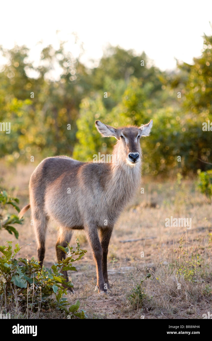 Female Waterbuck antelope, Kobus ellipsiprymnus, in Kruger National ...
