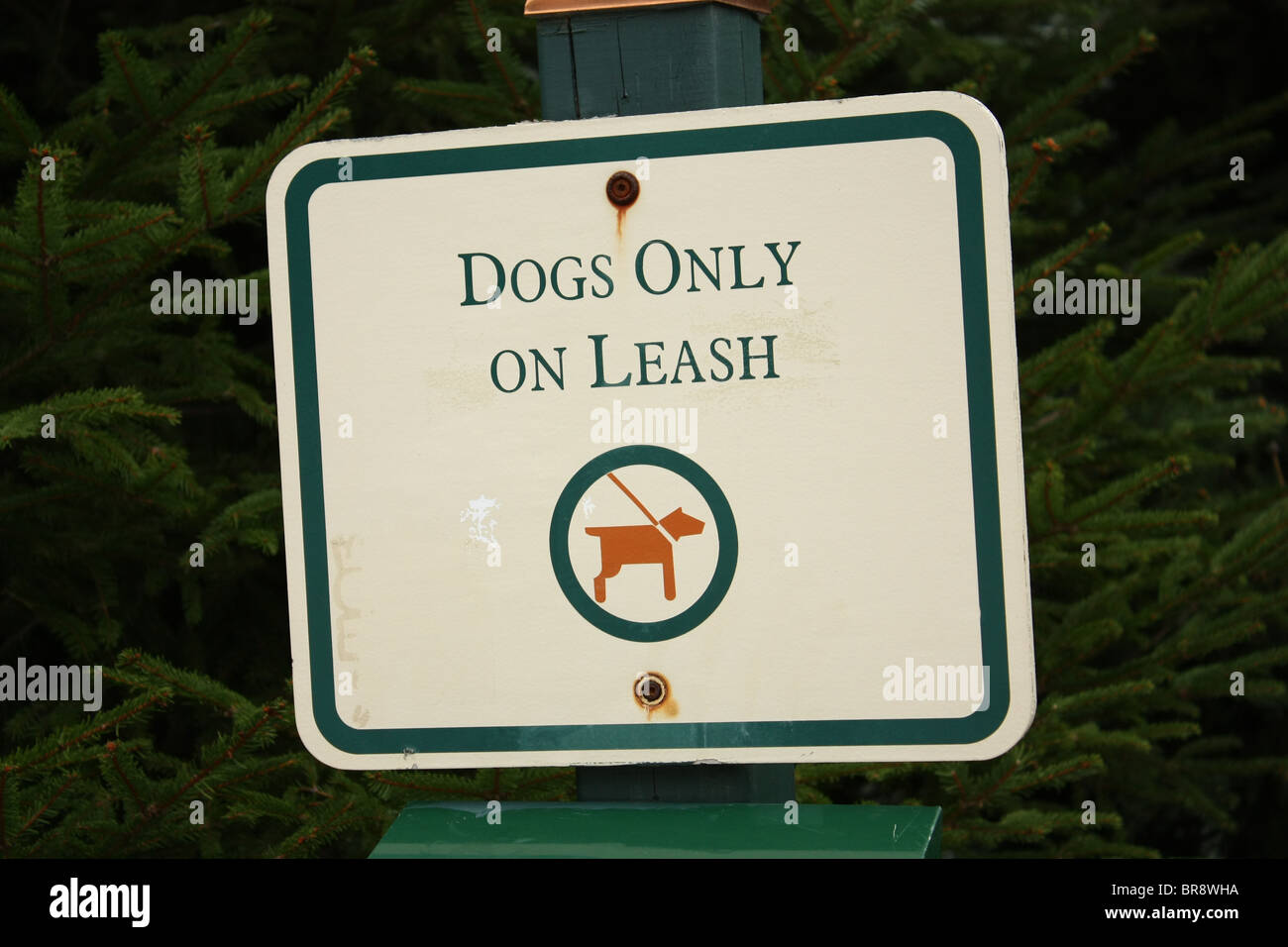 dogs only on leash sign Stock Photo - Alamy
