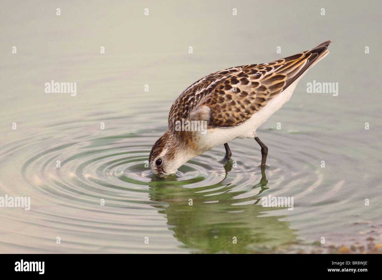 little stint (Calidris minuta).with head in water Stock Photo - Alamy
