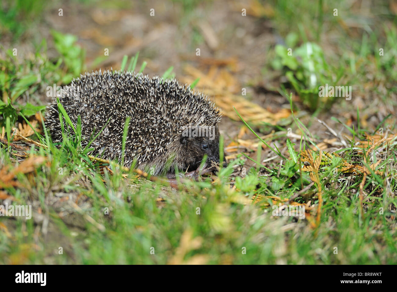 Western European hedgehog (Erinaceus europaeus) eating an earthworm ...