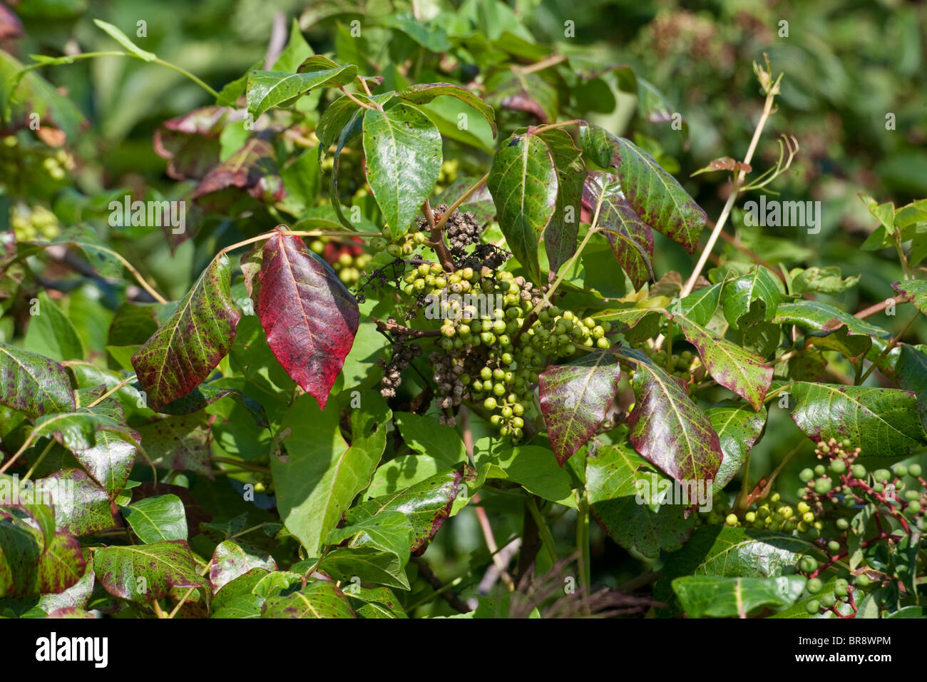 Poison ivy berries hi-res stock photography and images - Alamy