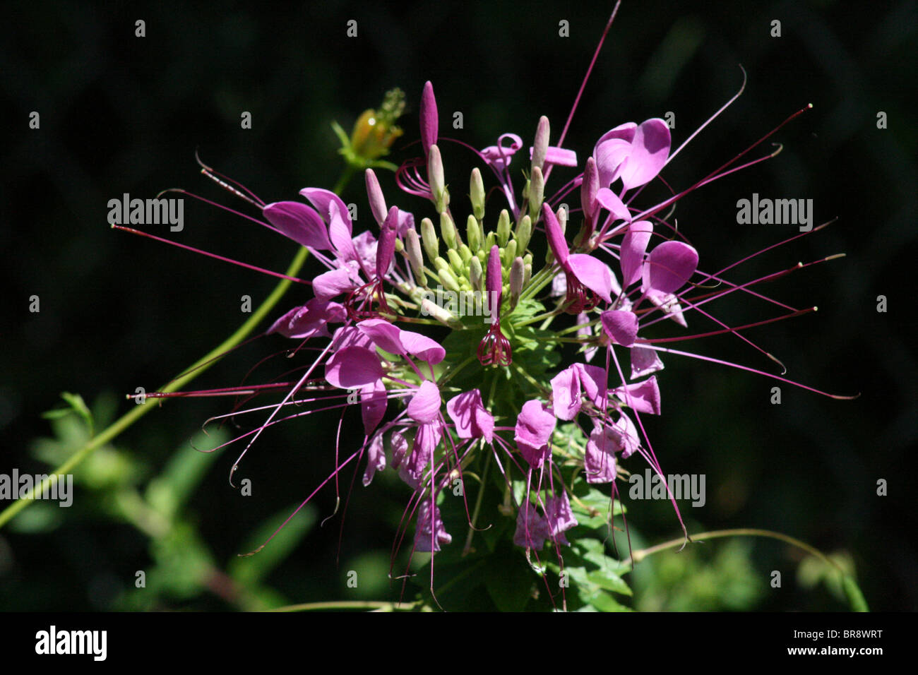 Alien flower blooms out wide in the sun Stock Photo - Alamy