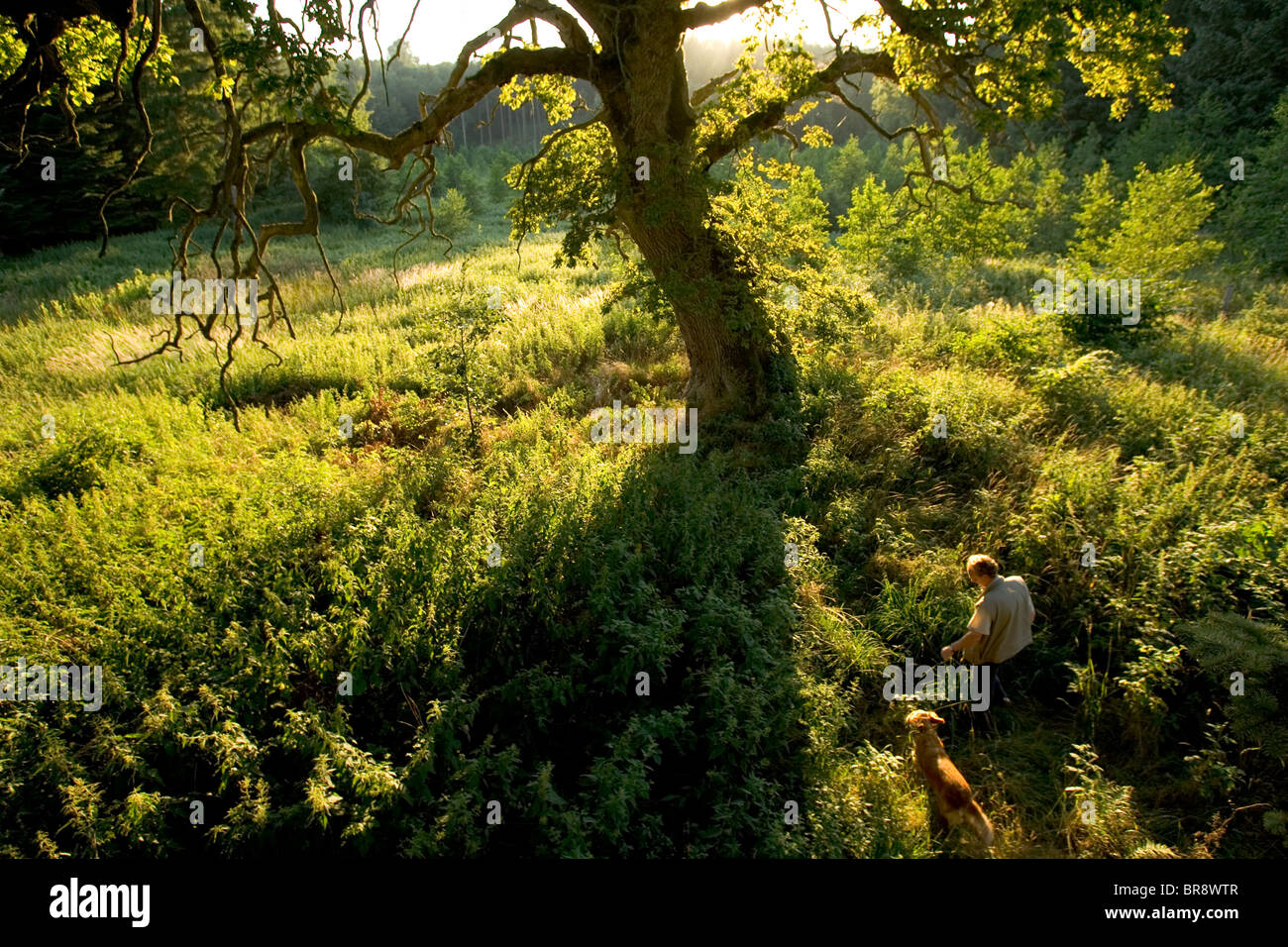 A man walks with his dog towards an old tree in Denmark Stock Photo - Alamy