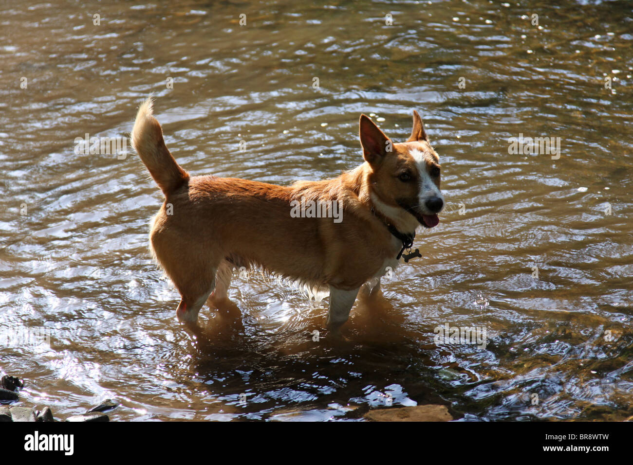 Stream paddling paddle water hi-res stock photography and images - Alamy