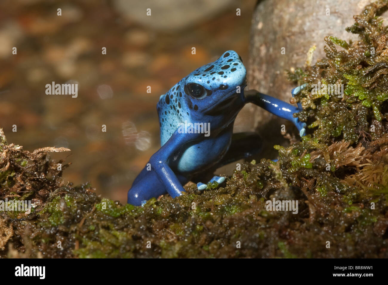Blue Poison Dart Frog (Dendrobates azureus Stock Photo - Alamy