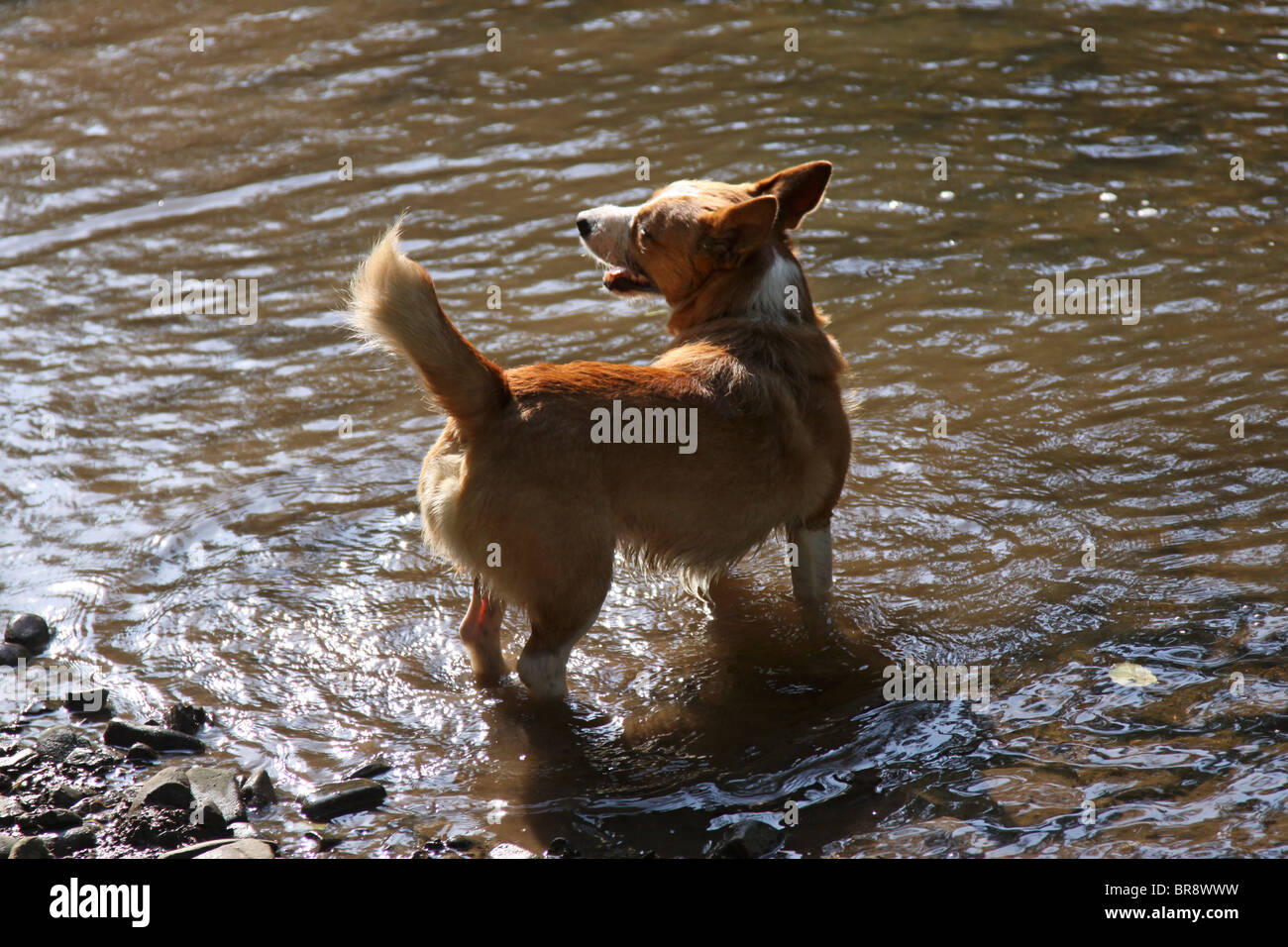 Stream paddling paddle water hi-res stock photography and images - Alamy