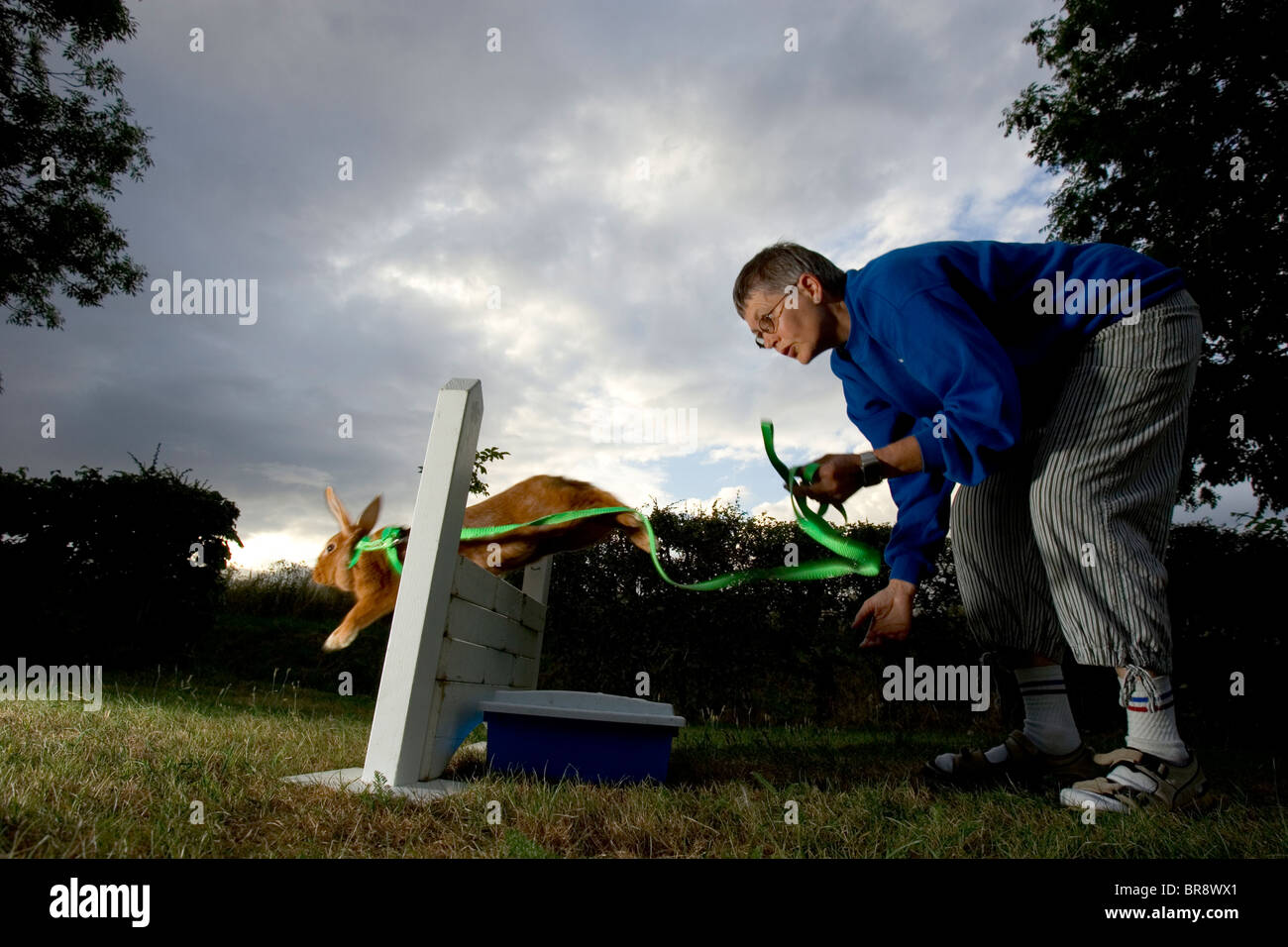 A rabbit leaps over a jump while its trainer looks on in Denmark Stock ...