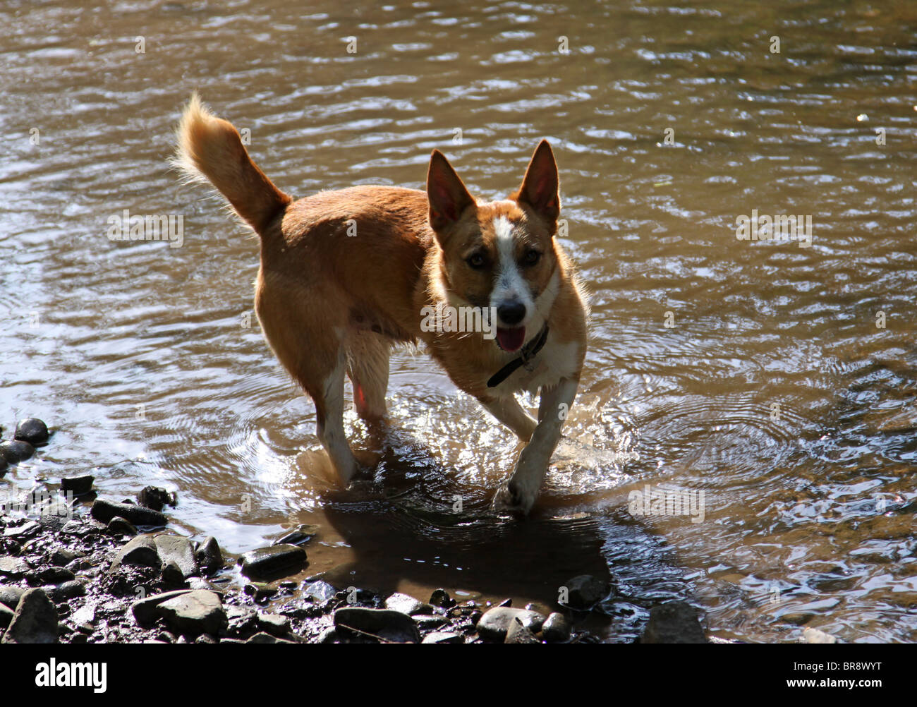Stream paddling paddle water hi-res stock photography and images - Alamy